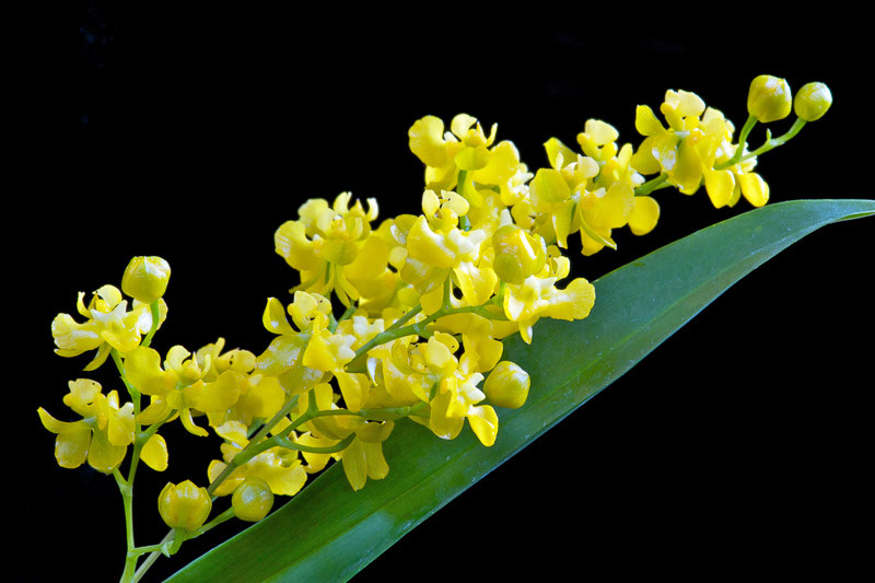 Oncidium cheirophorum (Hand Carrying Oncidium)