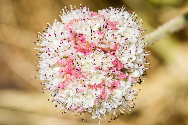 Eriogonum latifolium (Seaside Buckwheat)