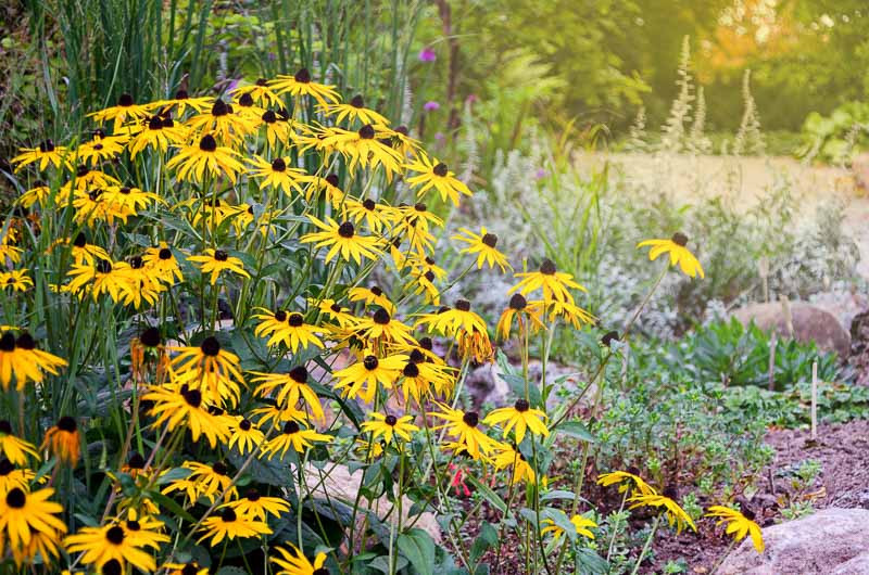 Rudbeckia hirta (Black Eyed Susan)