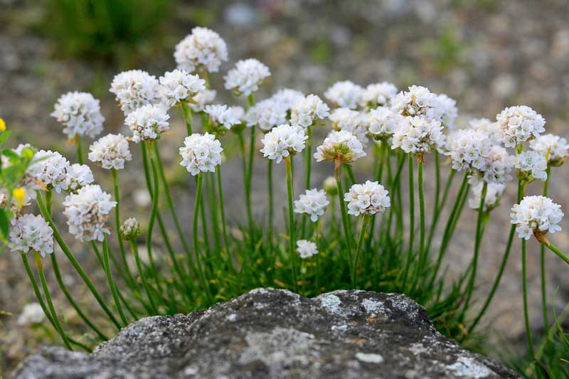 Armeria maritima 'Alba' (Sea Thrift)