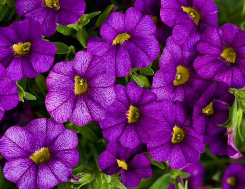 Calibrachoa 'Superbells Blue'
