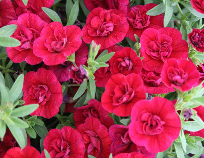Calibrachoa 'Superbells Double Ruby'