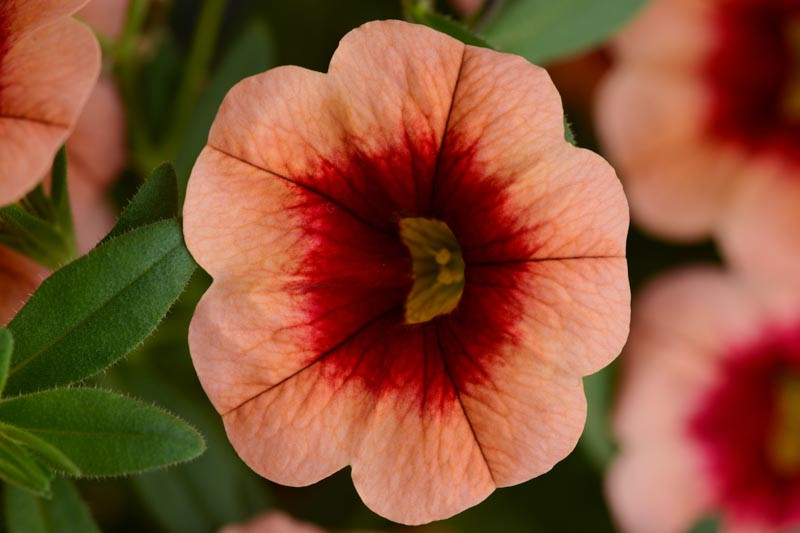 Calibrachoa 'Cabaret Coral Kiss'