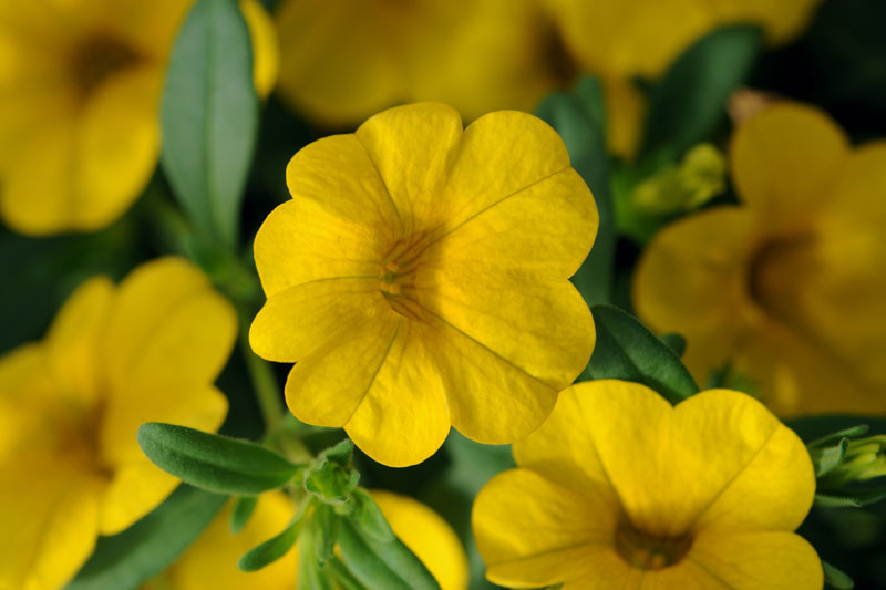 Calibrachoa 'Cabaret Deep Yellow'