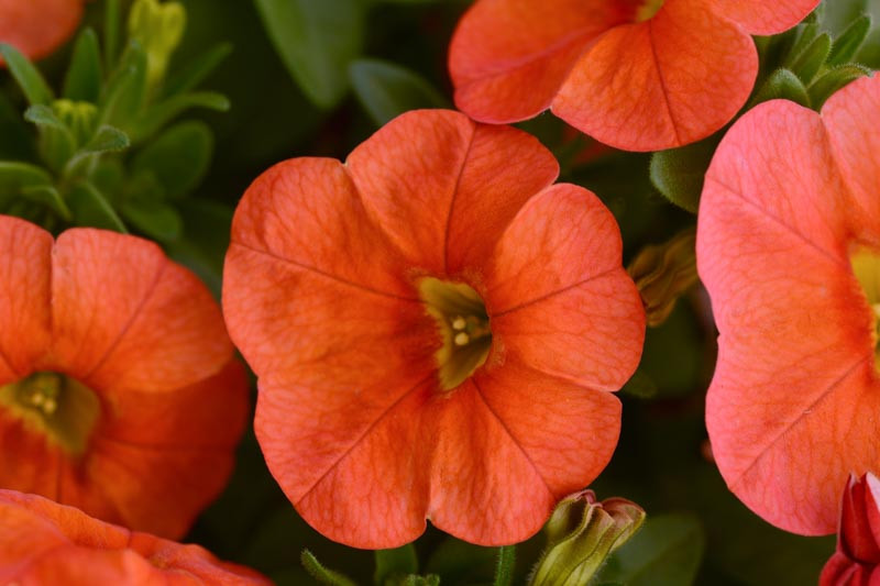 Calibrachoa 'Cabaret Orange'