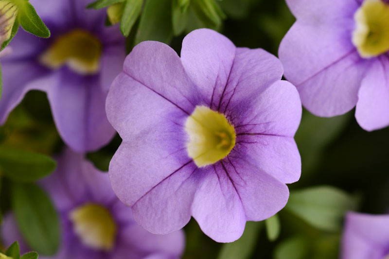Calibrachoa 'Cabaret Sky Blue'