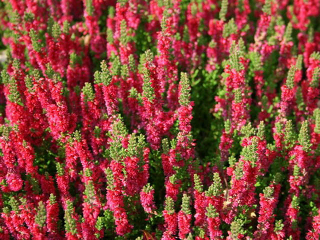 Calluna vulgaris 'Dark Beauty' (Heather)