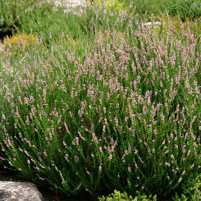 Calluna vulgaris 'Spring Torch' (Heather)