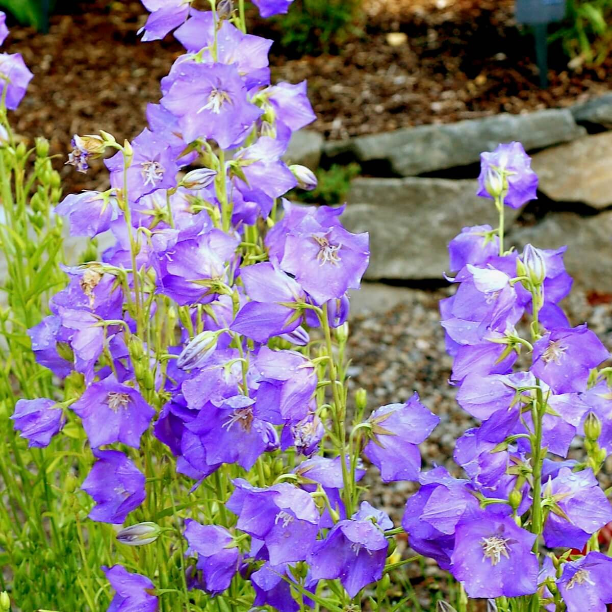 Campanula persicifolia 'Blue-eyed Blonde' (Peach-Leaved Bellflower)