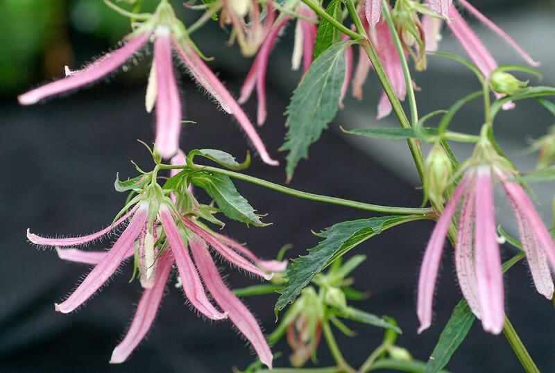 Campanula 'Pink Octopus' (Bellflower)