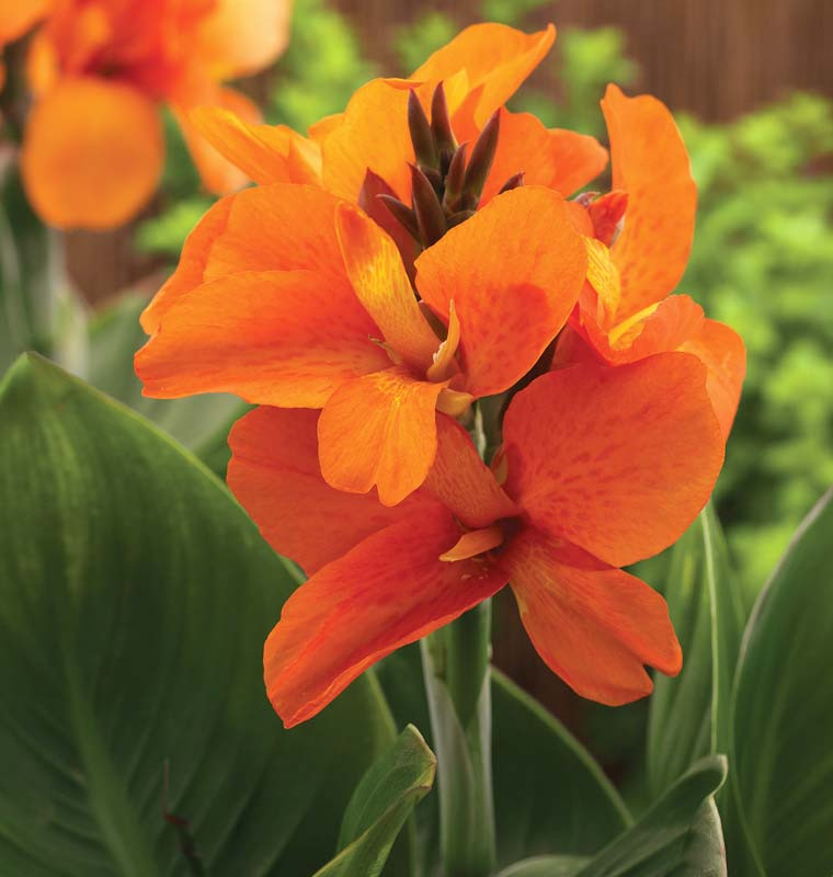 Canna 'South Pacific Orange' (Canna Lily)