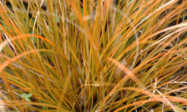Carex testacea 'Prairie Fire' (New Zealand Hair Sedge)