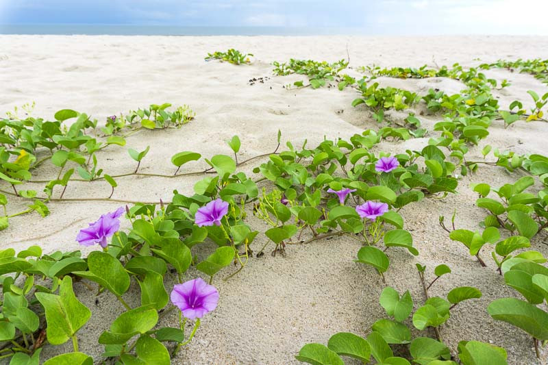 Ipomoea pes-caprae (Railroad Vine)