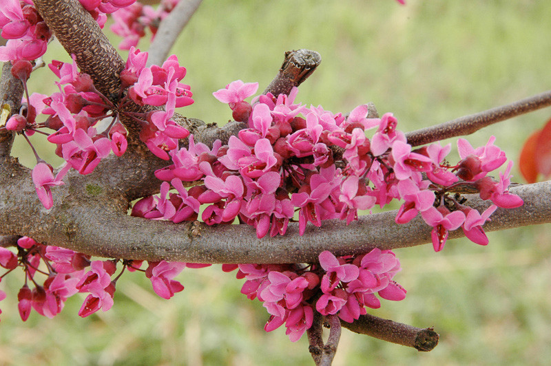 Cercis canadensis 'Merlot' (Eastern Redbud)