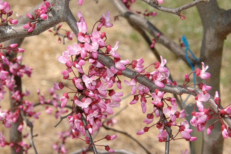 Cercis canadensis 'Ruby Falls' (Redbud)