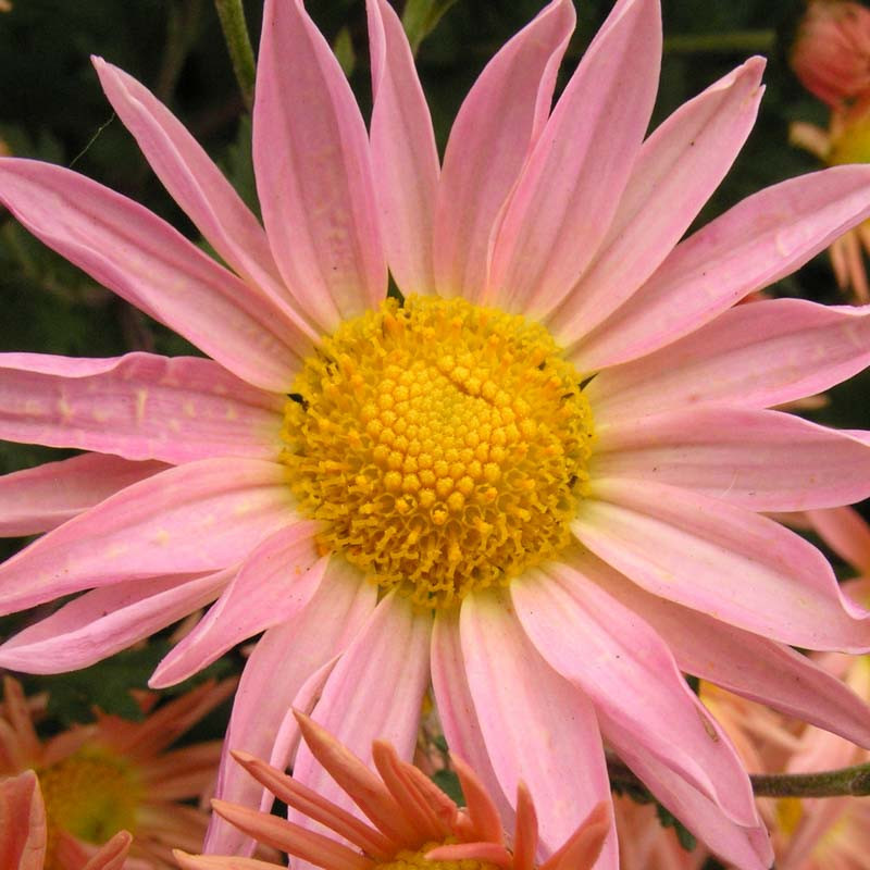 Chrysanthemum 'Samba'