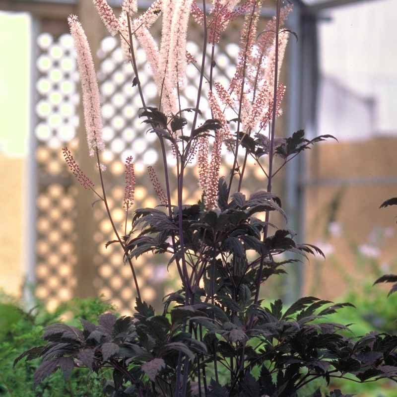Actaea simplex (Atropurpurea Group) 'Hillside Black Beauty' (Baneberry)