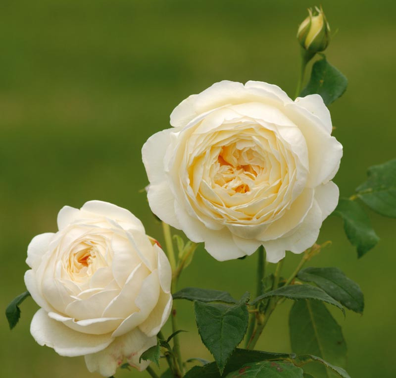 Rosa Claire Austin (English Rose)