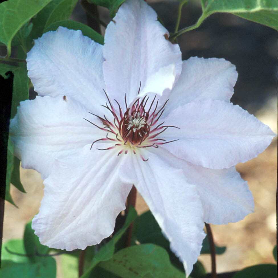 Clematis 'Snow Queen' (Early Large-Flowered Clematis)