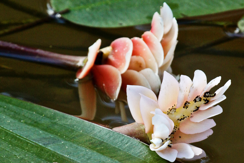 Aponogeton distachyos (Water Hawthorn)