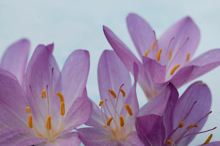 Colchicum 'The Giant' (Autumn Crocus)