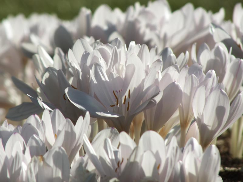Colchicum speciosum 'Album' (Colchicum)