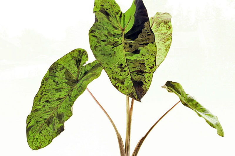 Colocasia esculenta 'Mojito' (Taro)