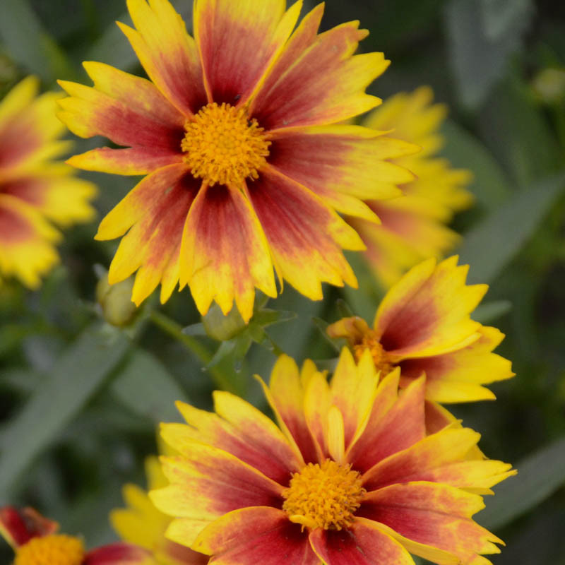 Coreopsis 'Enchanted Eve' (Li'l Bang Series)