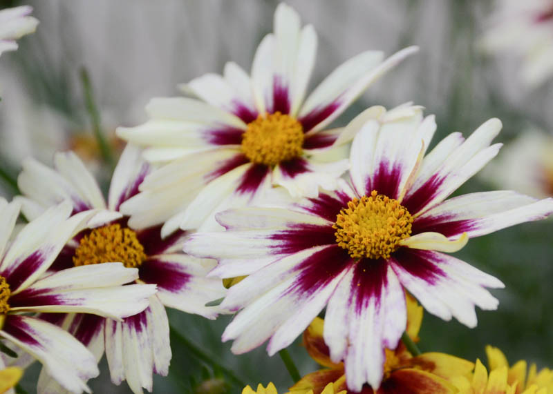 Coreopsis 'Starlight' (Li'l Bang Series)