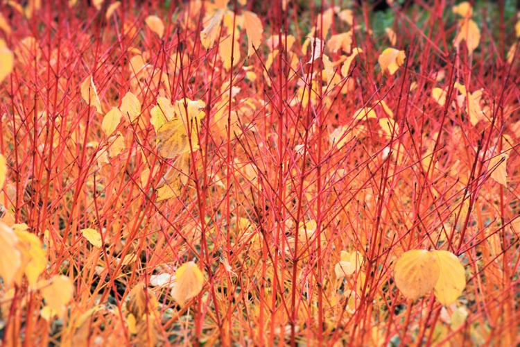 Cornus sanguinea 'Anny's Winter Orange' (Bloodtwig Dogwood)