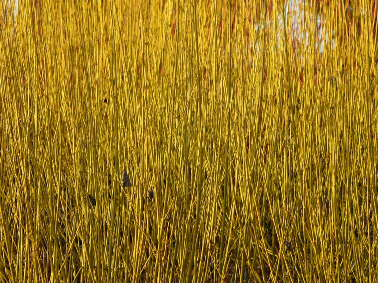 Cornus sericea 'Flaviramea' (Golden-Twig Dogwood)