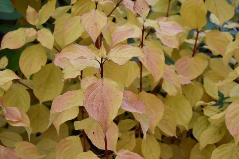 Cornus sanguinea 'Magic Flame' (Bloodtwig Dogwood)
