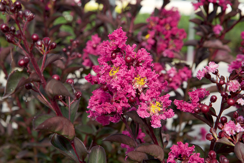 Lagerstroemia Delta Fusion™ (Crape Myrtle)
