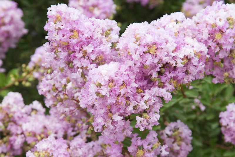 Lagerstroemia Early Bird™ Lavender (Crape Myrtle)