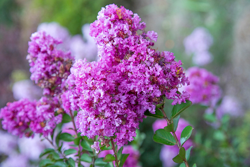 Lagerstroemia Early Bird™ Purple (Crape Myrtle)