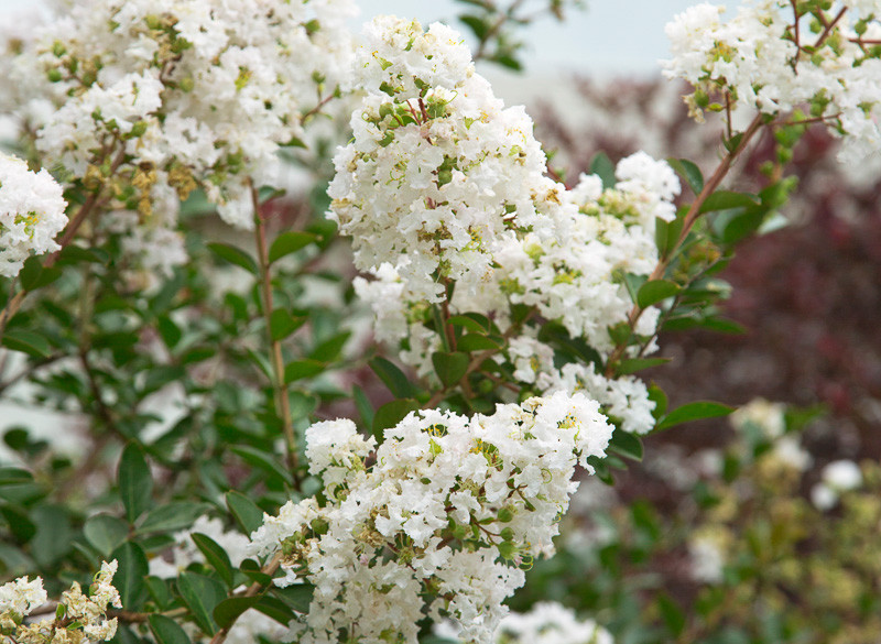 Lagerstroemia Early Bird™ White (Crape Myrtle)