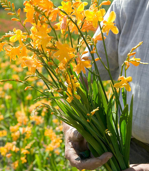 Crocosmia x crocosmiiflora 'Buttercup'