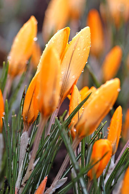 Crocus x luteus 'Golden Yellow'
