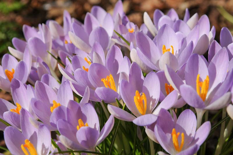 Crocus sieberi 'Violet Queen' (Sieber's Crocus)