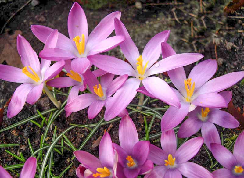 Crocus tommasinianus 'Roseus' (Early Crocus)