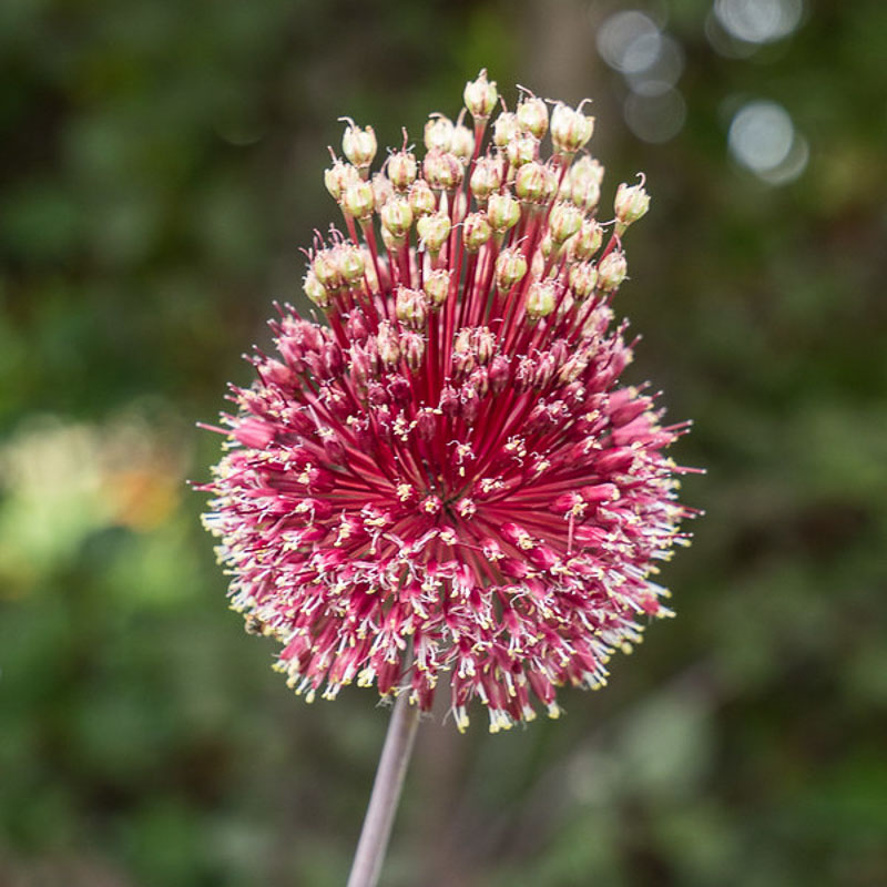 Allium amethystinum 'Red Mohican' (Ornamental Onion)