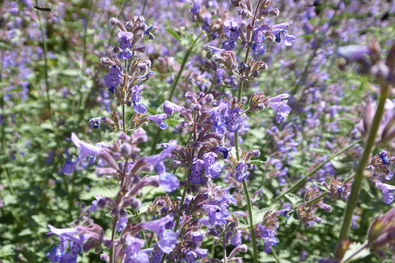 Salvia pratensis 'Indigo' (Meadow Sage)
