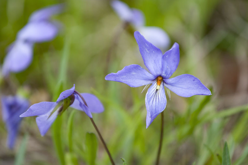 Viola pedata (Bird's Foot Violet)