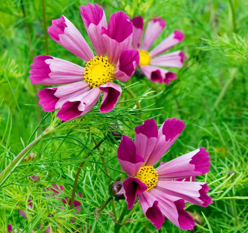 Cosmos bipinnatus 'Sea Shells Red'