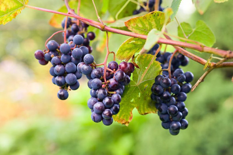Vitis labrusca (Fox Grape)