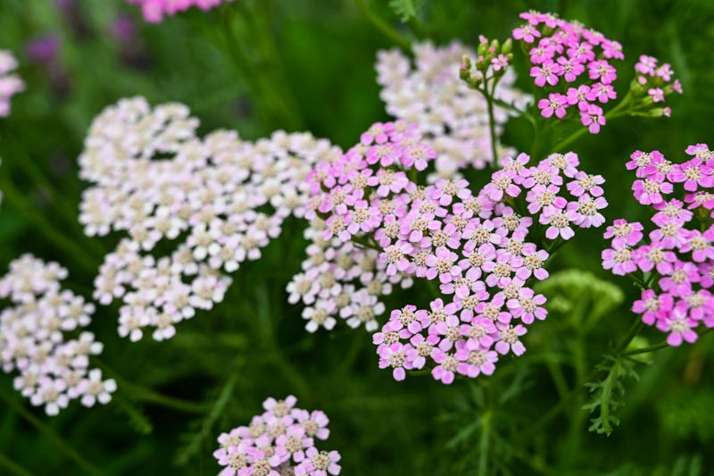 Achillea millefolium 'Oertel's Rose' (Yarrow)