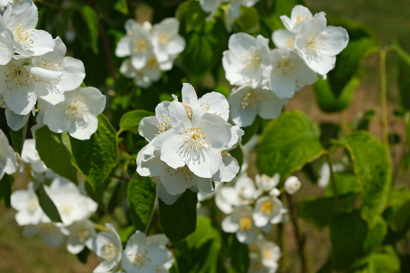 Philadelphus inodorus (Scentless Mock Orange)