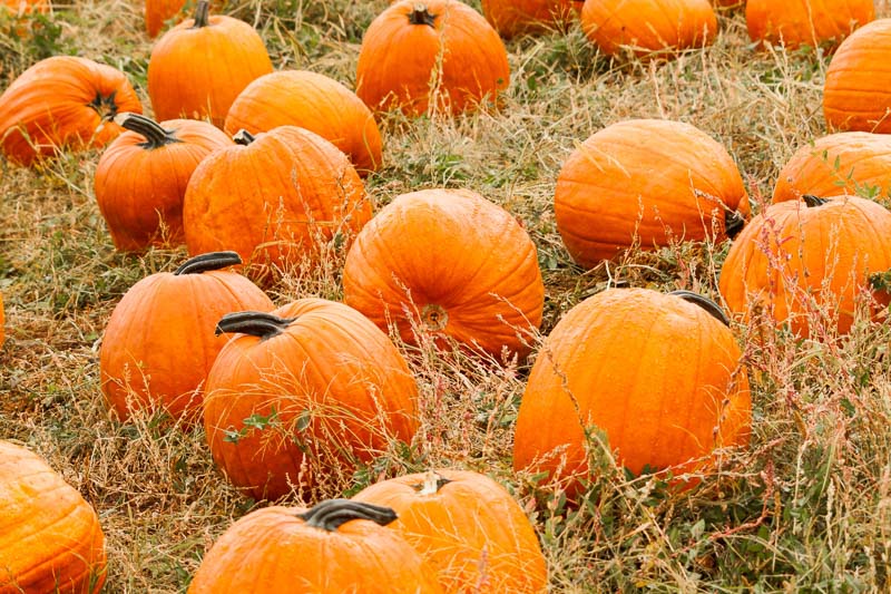 Pumpkin (Cucurbita pepo)