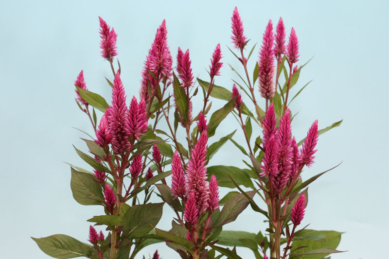 Celosia argentea (Spicata Group) 'Asian Garden' (Silver Cockscomb)