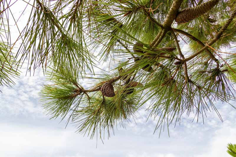 Pinus echinata (Shortleaf Pine)